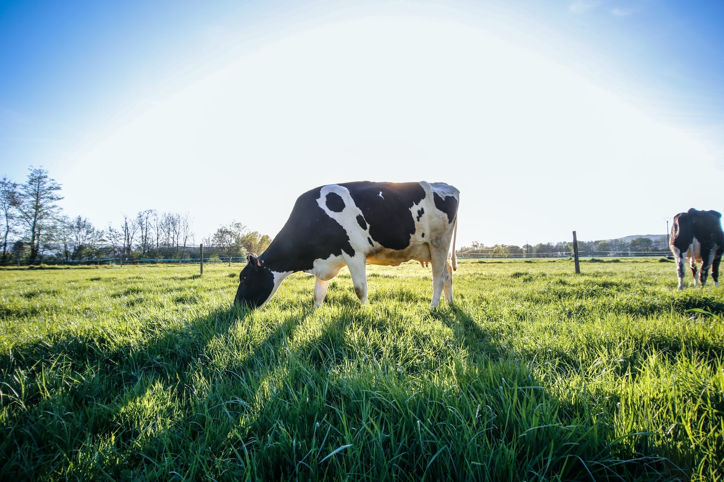Food Safety Veterinary Diagnostic Testing